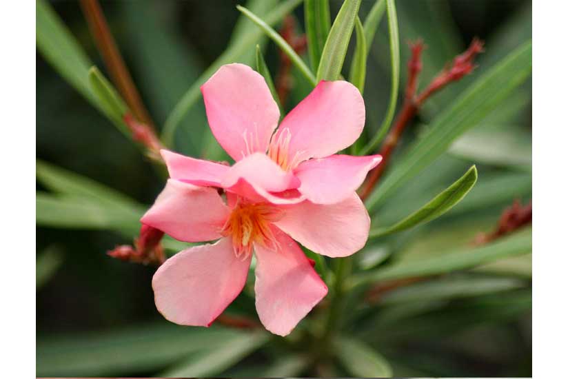 Nerium 'Soleil levant' 20lt – Greenleaf Garden Center