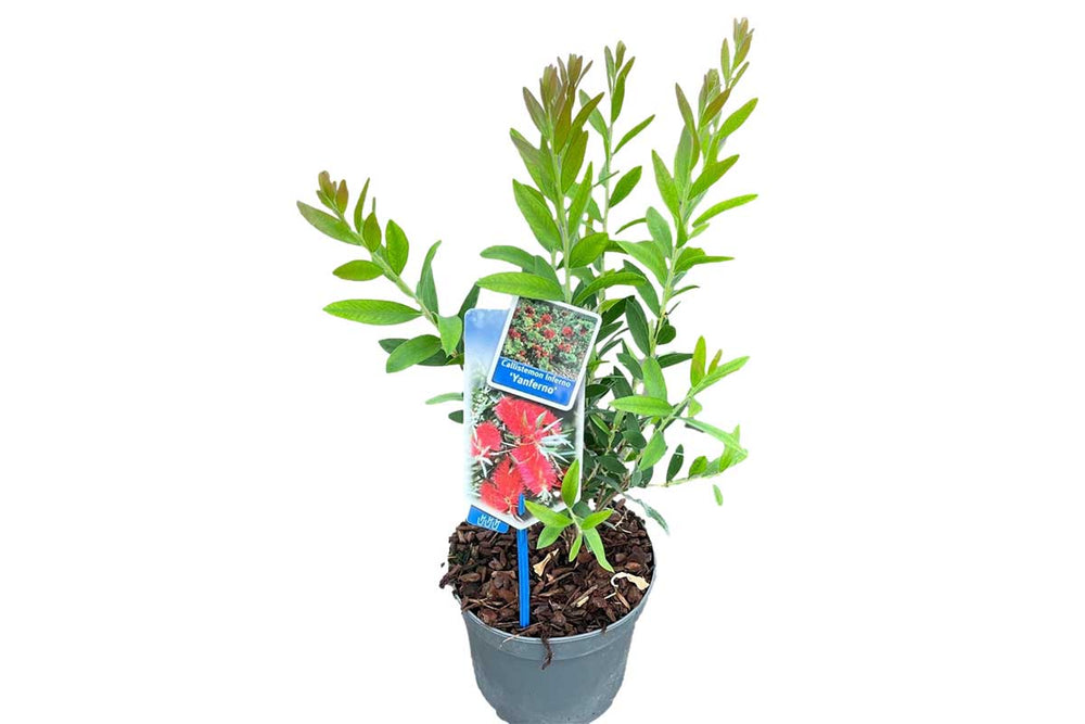 callistemon viminalis inferno