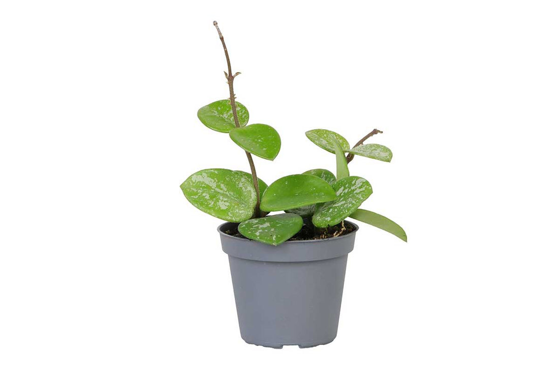 Hoya mathilde 'splash' 6cm – Greenleaf Garden Center