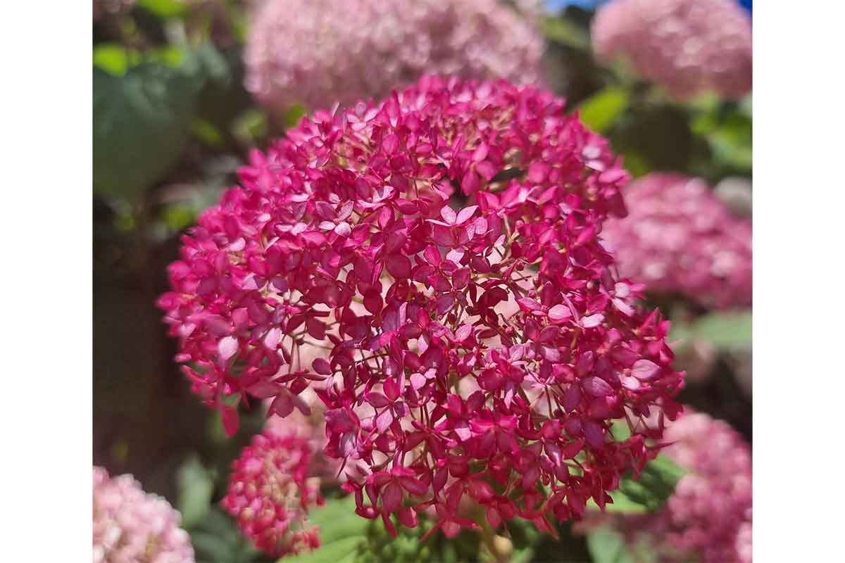 Hydrangea 'Sorbet'® 19cm – Greenleaf Garden Center