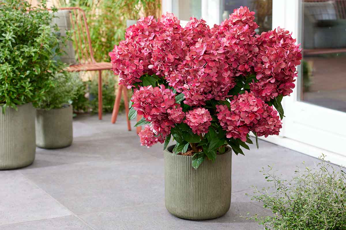 Hydrangea 'Bonfire'® 19cm – Greenleaf Garden Center