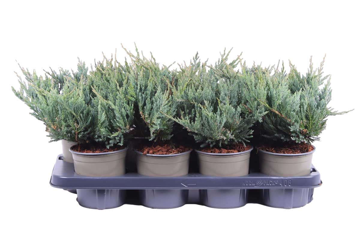 Juniperus horizontalis ‘Blue Chip’ — Groundcover Juniper ( – Greenleaf ...