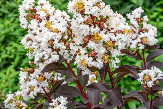 Lagerstroemia ‘Lunar Magic’® — Crape Myrtle | Greenleaf – Greenleaf ...