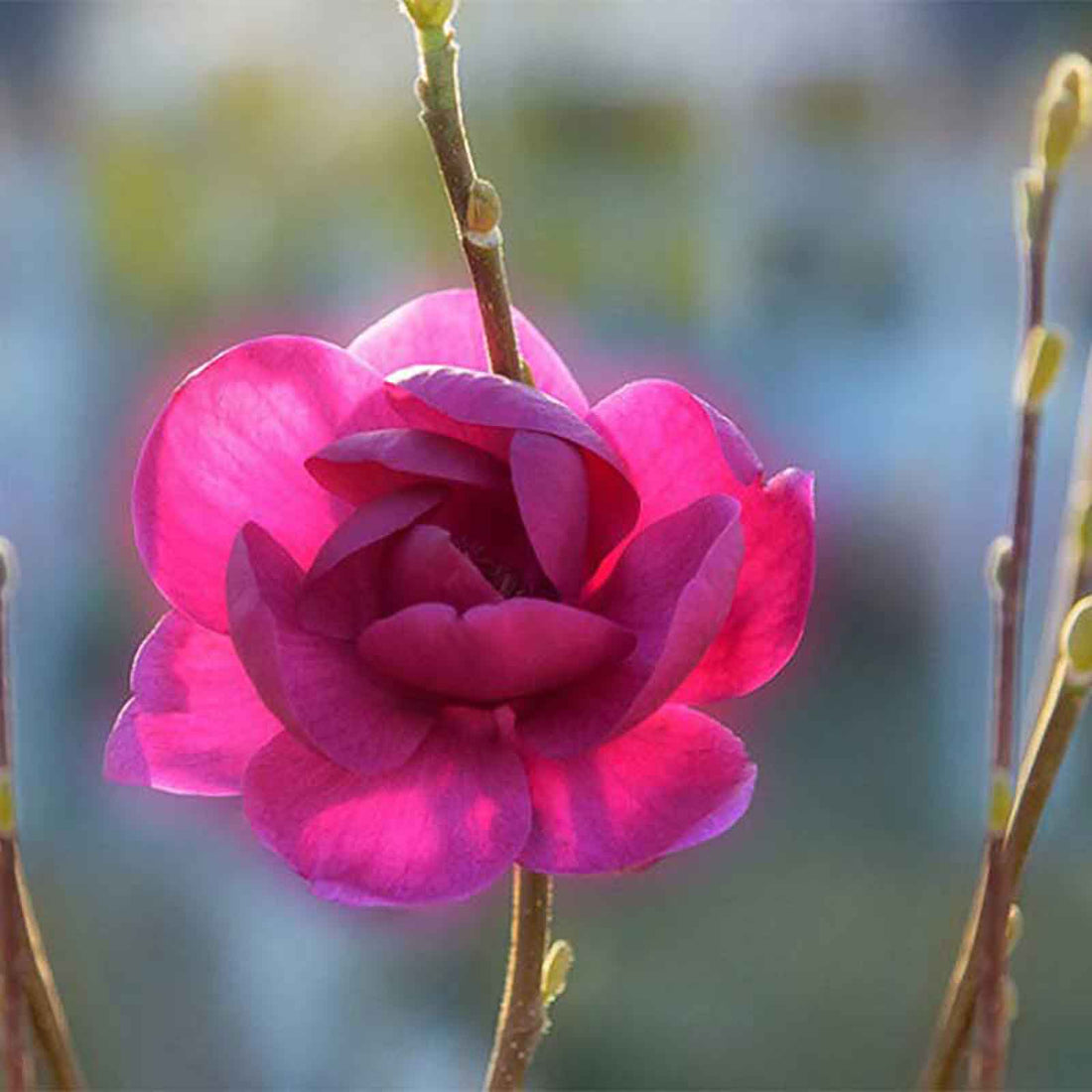 Greenleaf Garden Center - Handsome Plants delivered with love!
