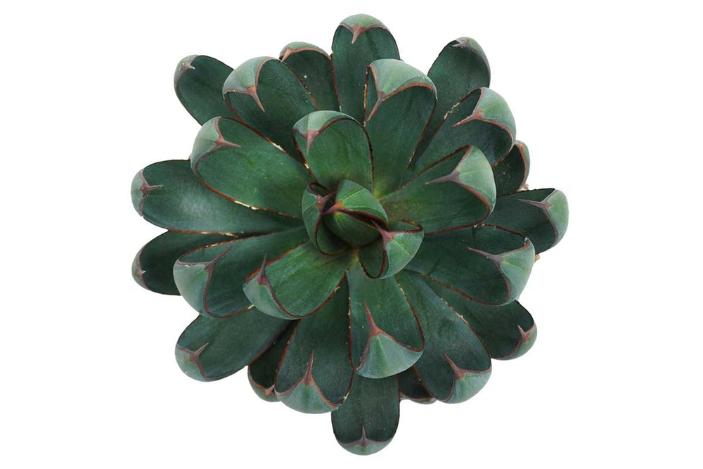 Greenleaf — Mangave Mad about Mangave® 'Praying Hands' – Greenleaf ...