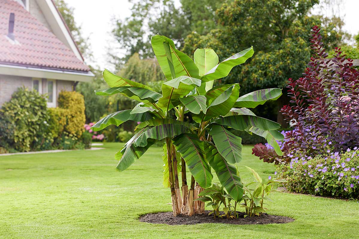 Musa 'Ever Red' 15cm – Greenleaf Garden Center