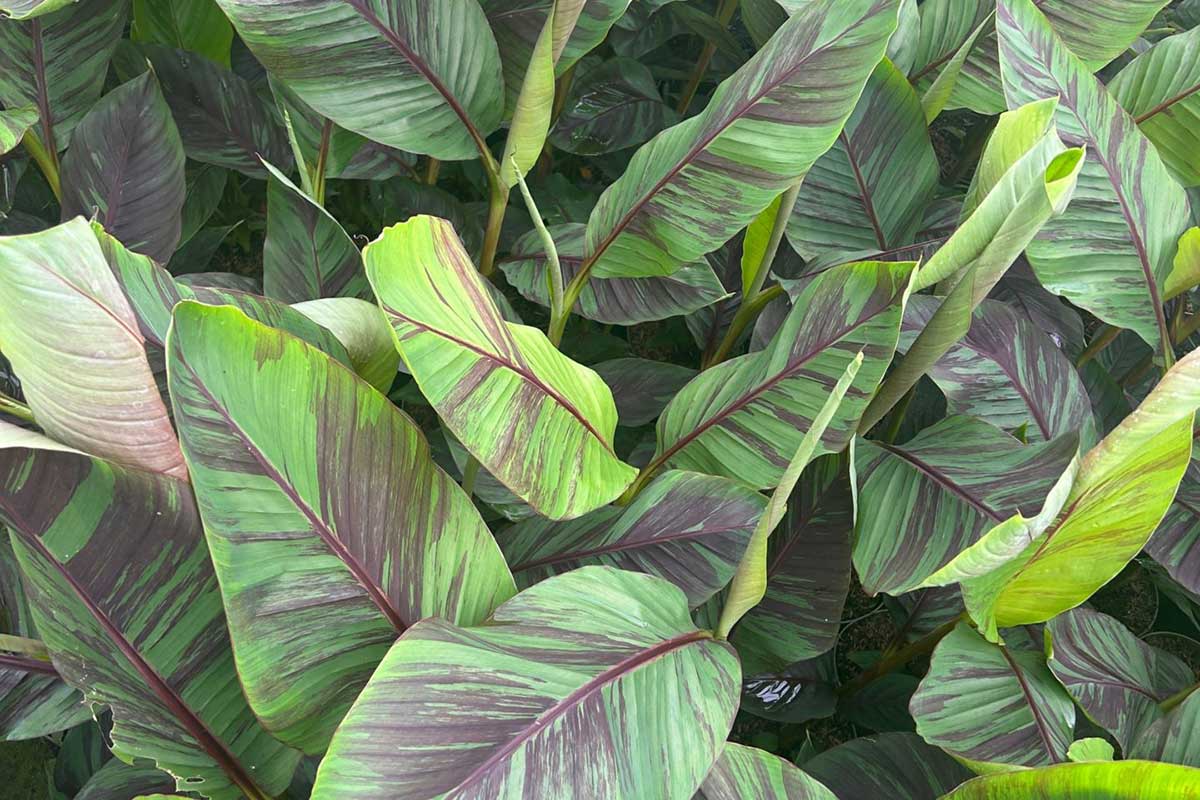 Musa 'Ever Red' 15cm – Greenleaf Garden Center