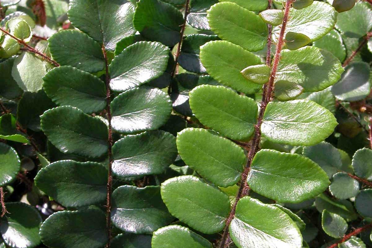Pellaea rotundifolia — Φτέρη με στρογγυλά φύλλα | Greenleaf – Greenleaf ...