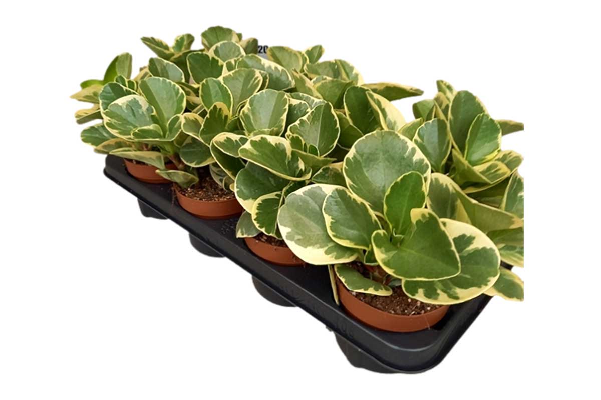 Peperomia obtusifolia ‘Variegata’ 12εκ — δίχρωμο, compact φύλλωμα ...