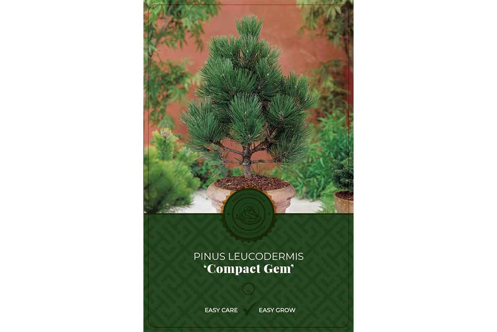 Pinus 'Compact Gem' 19cm – Greenleaf Garden Center