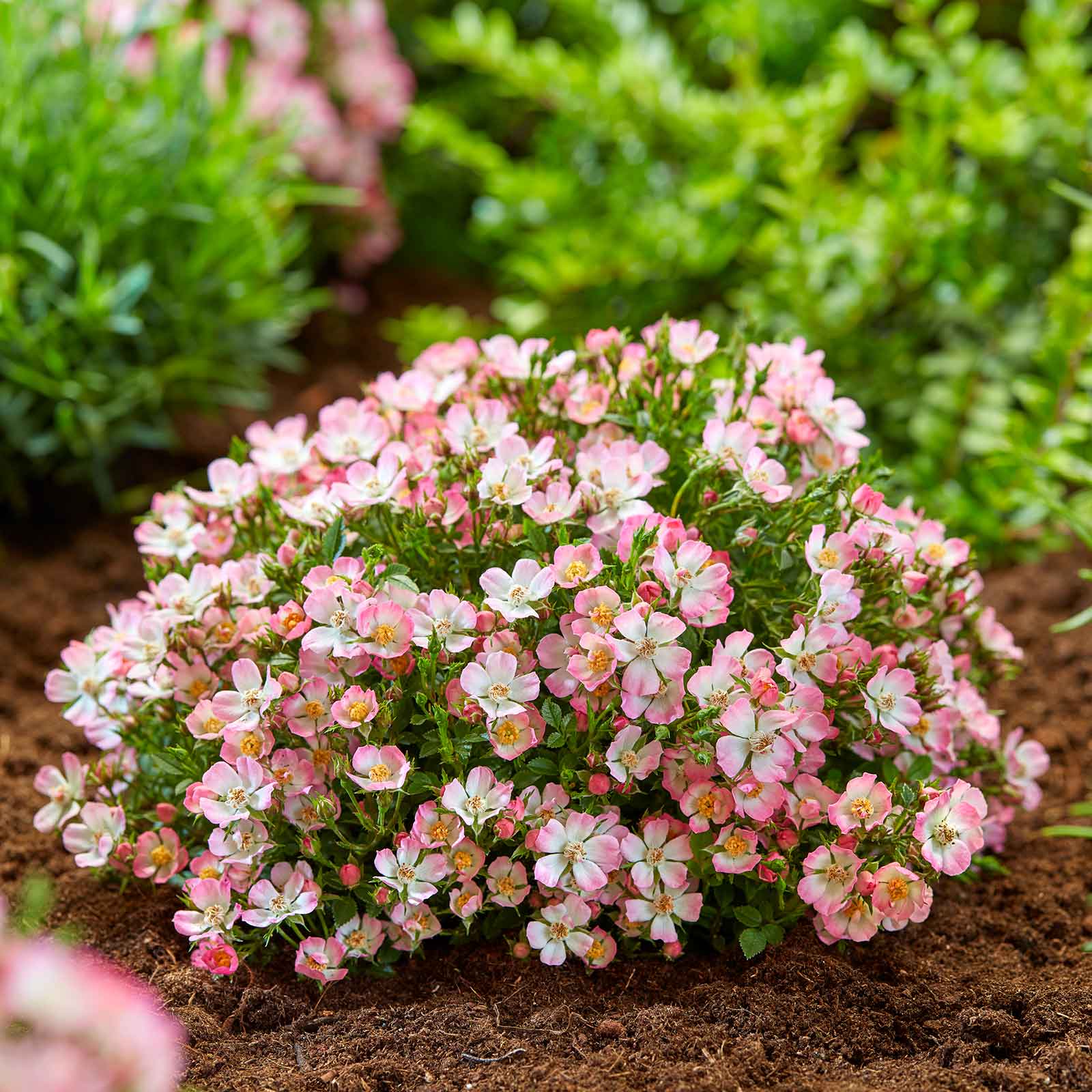 Greenleaf Garden Center - Handsome Plants delivered with love!