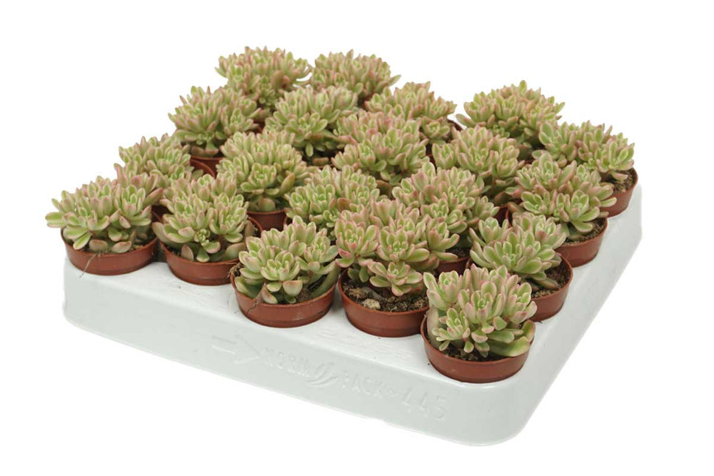 Sedum 'Alice Evans Variegata' 5.5cm – Greenleaf Garden Center