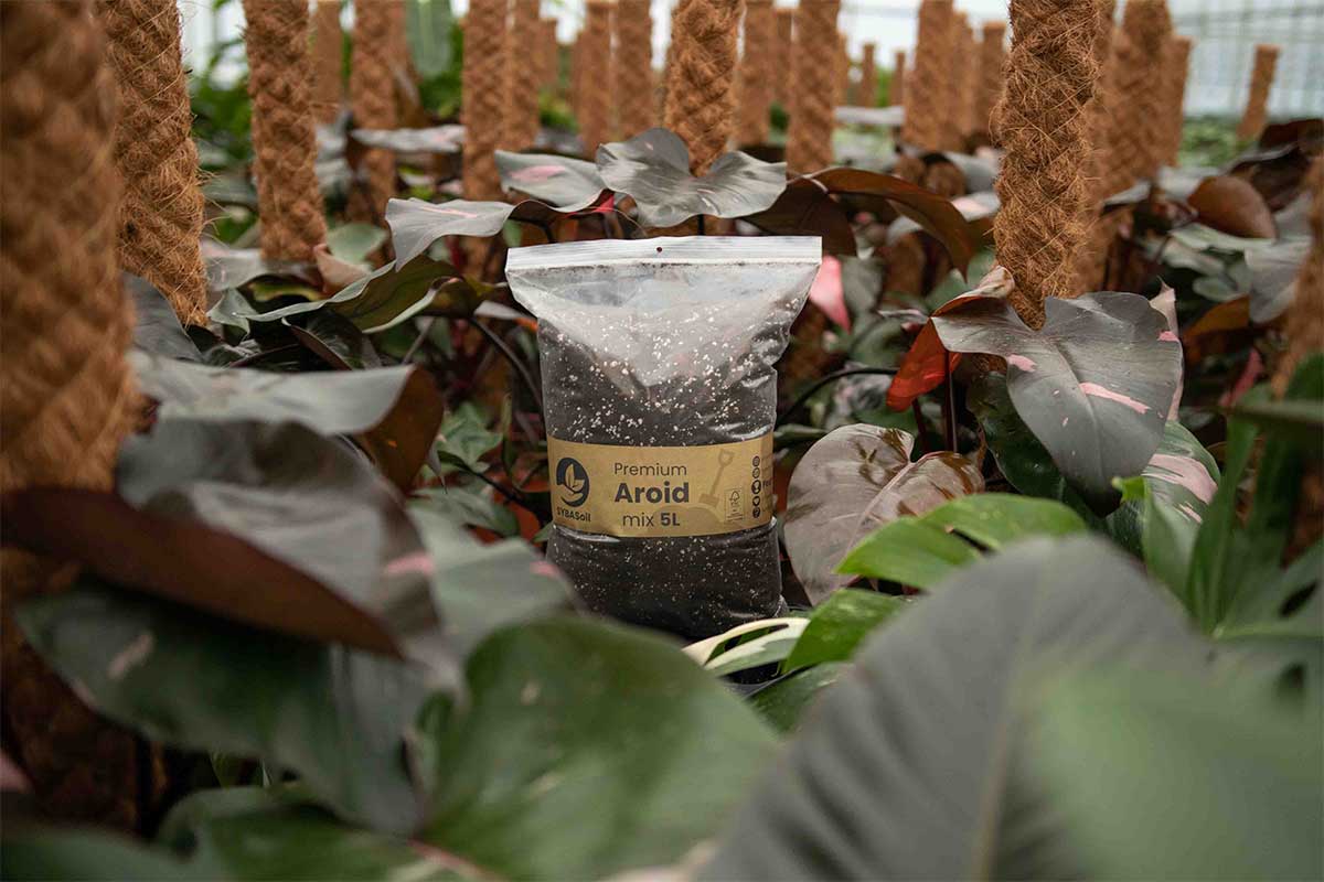 Sybasoil Aroid Premium Mix 5lt – Greenleaf Garden Center