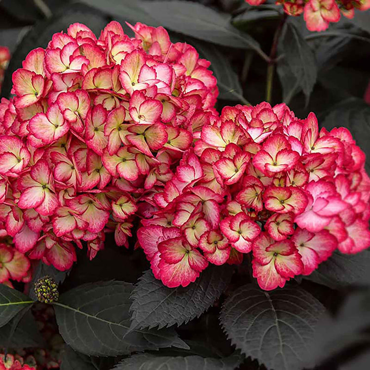 Greenleaf Garden Center - Handsome Plants delivered with love!