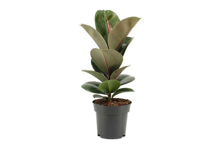 ΦΥΤΑ ΕΣΩΤΕΡΙΚΟΥ ΧΩΡΟΥ – Page 4 – Greenleaf Garden Center