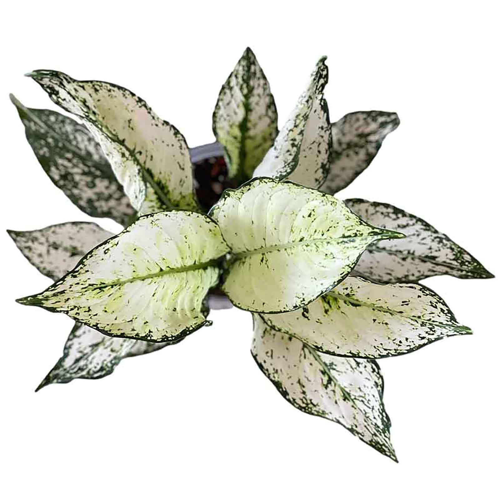 Greenleaf Garden Center - Handsome Plants delivered with love!