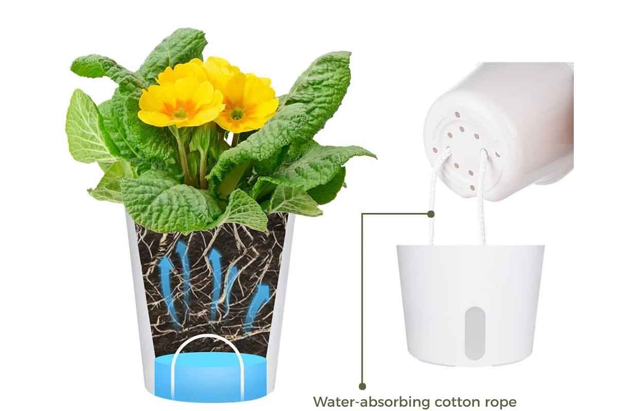 Self-Watering Aroid Pots with insert – Greenleaf Garden Center