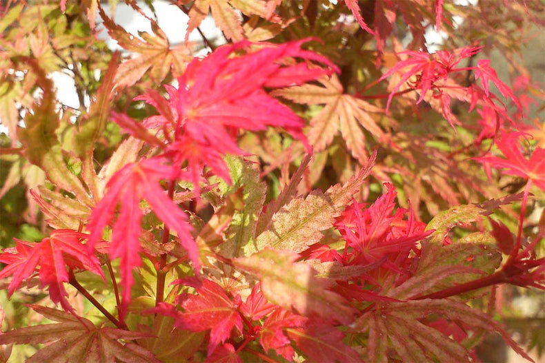 Acer® – Page 2 – Greenleaf Garden Center