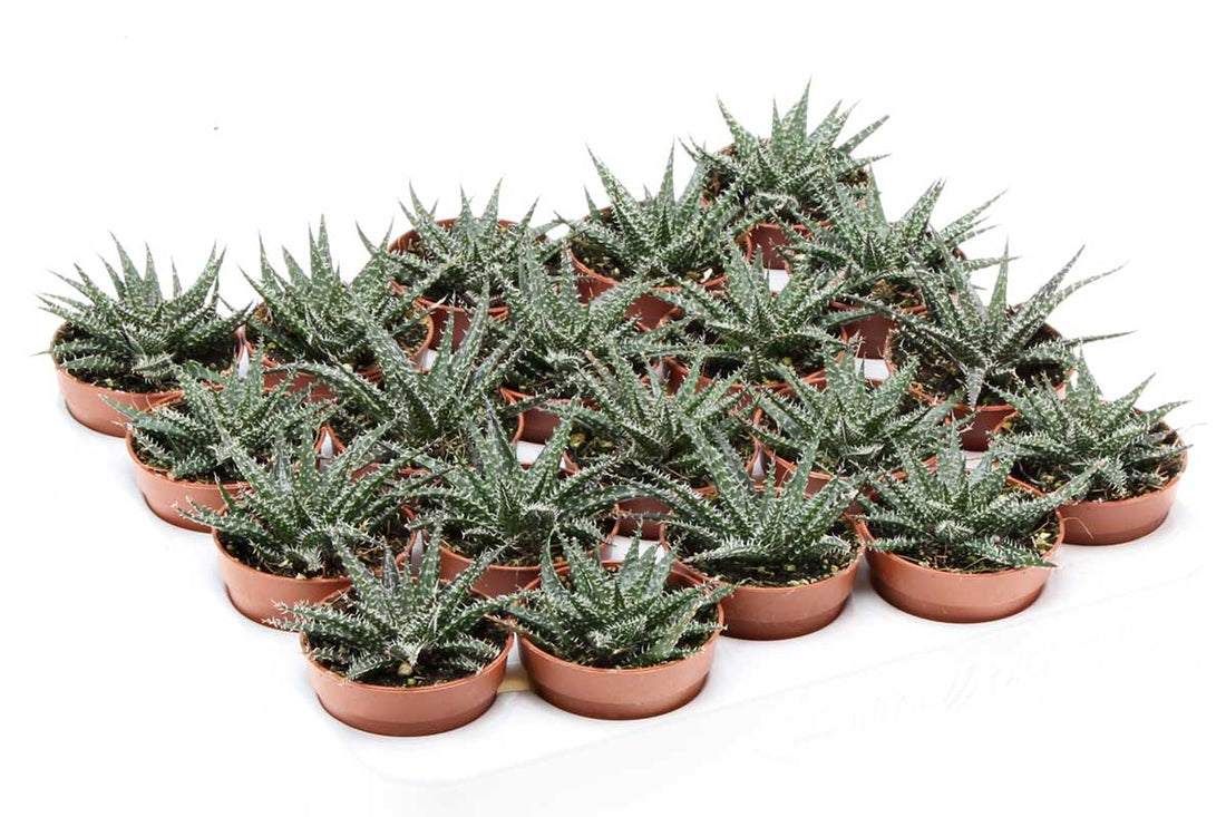 Aloe ‘Pepe’ — Αλόη | Greenleaf – Greenleaf Garden Center