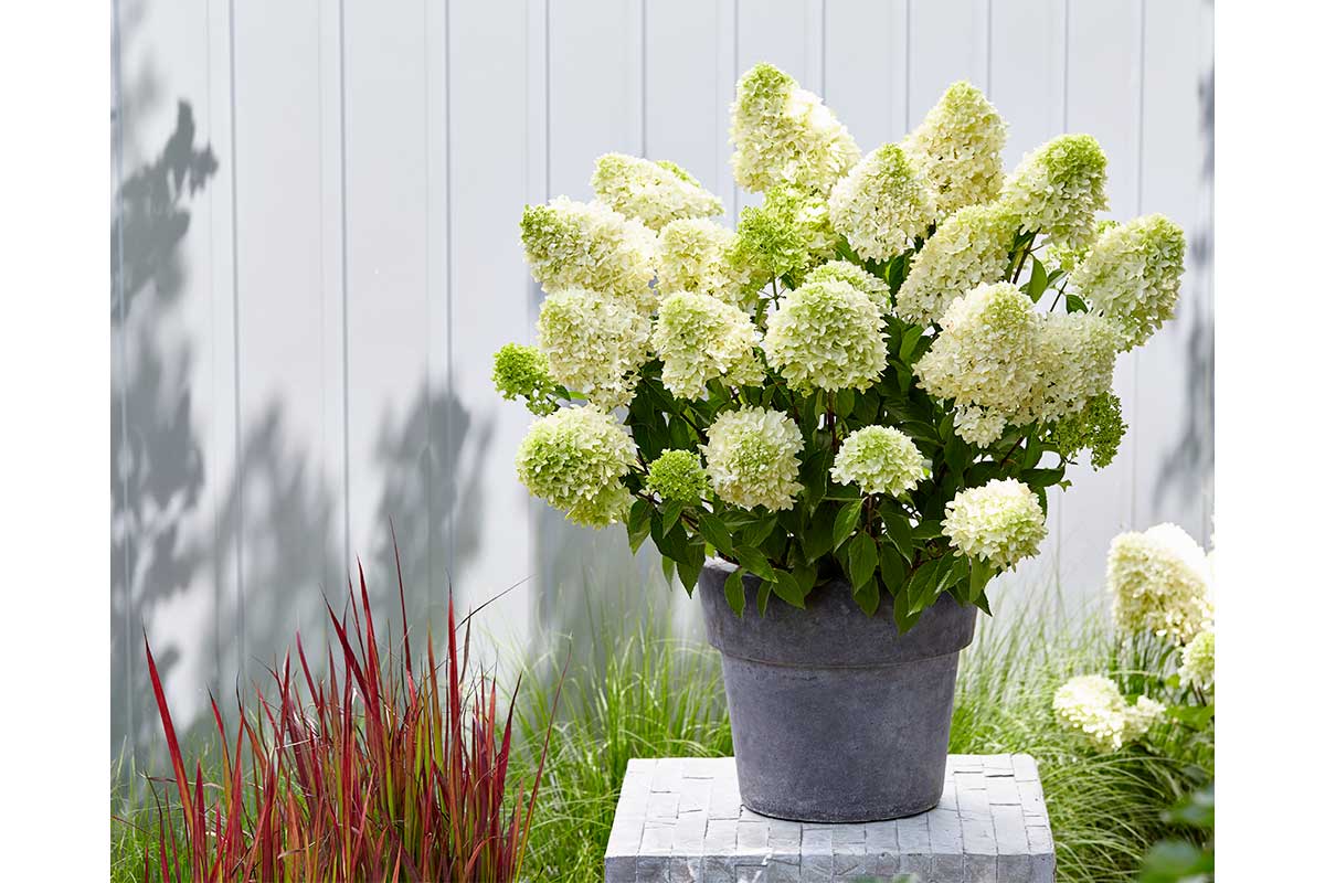 Hydrangea paniculata ‘Skyfall’ — oversized panicles, upright habit ...