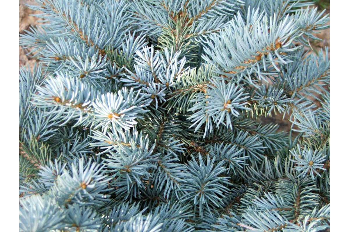 Picea pungens ‘Super Blue’ — Colorado Spruce | Greenleaf – Greenleaf ...