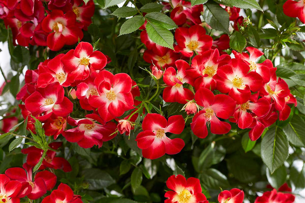 Rosa 'Everglow Ruby'® 15cm – Greenleaf Garden Center