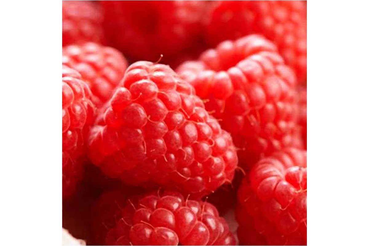 Rubus idaeus 'malling promise' - Raspberry – Greenleaf Garden Center