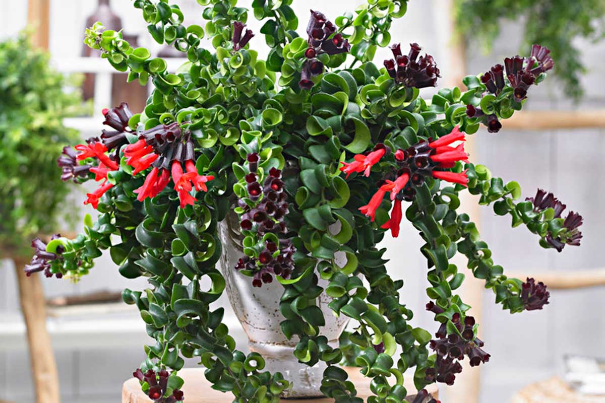 Aeschynanthus 'Rasta' 15cm – Greenleaf Garden Center
