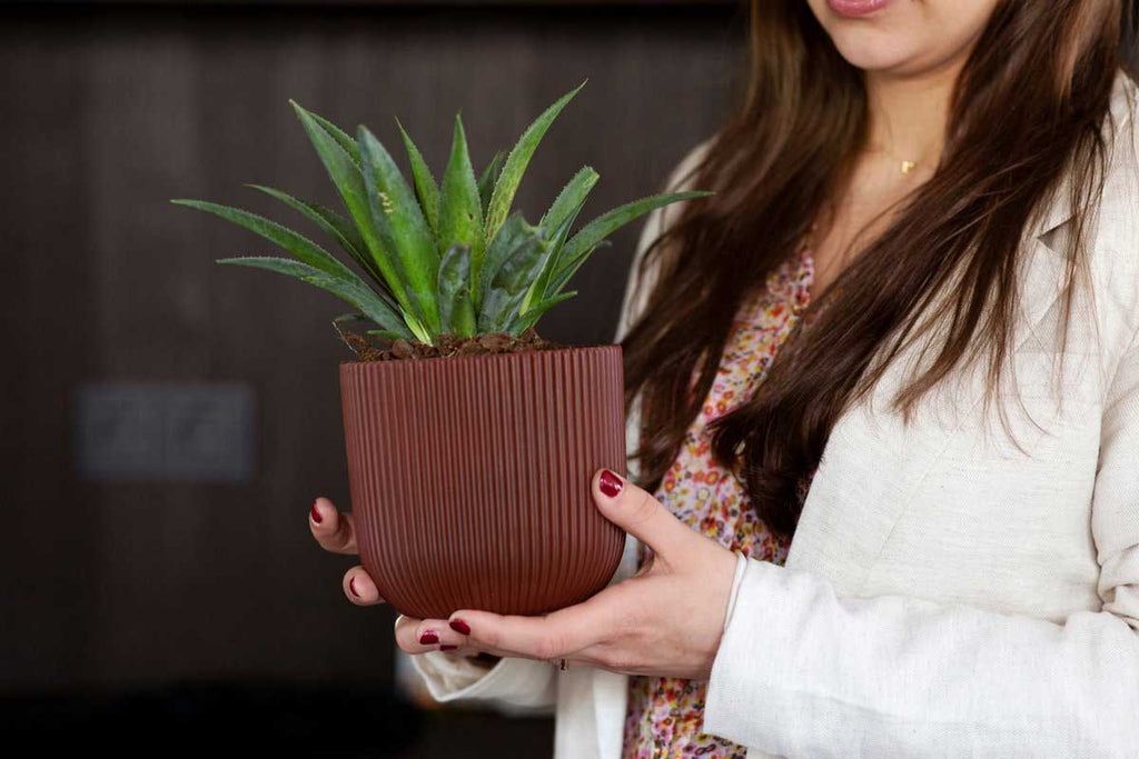Capi Planter ball groove merlot red 14cm (BGVMR132) – Greenleaf Garden ...