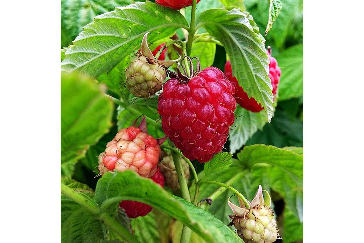 Rubus Lowberry® ‘Little Sweet Sister’® — Σμέουρο κόκκινο | Greenleaf ...